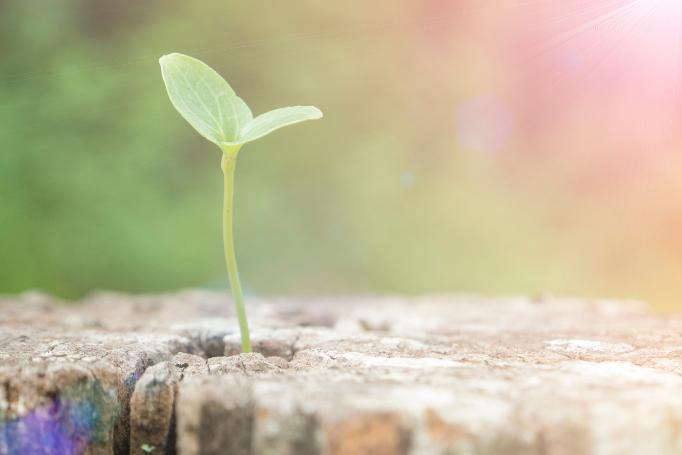 Challenges are Opportunities to Grow - FCM Coaching